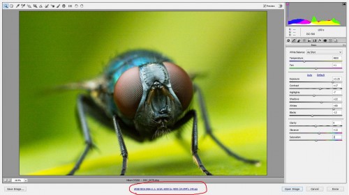 Tutorial: How to Process Macro Photos - 500px
