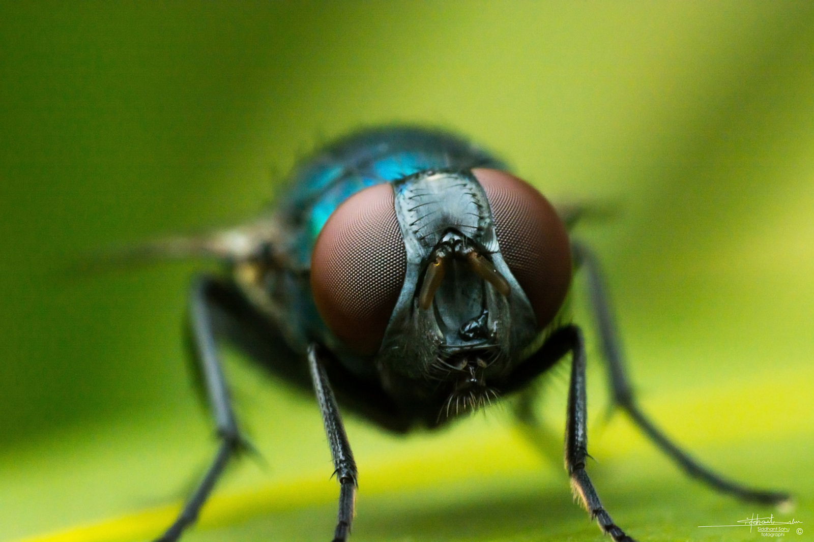 Tutorial How To Process Macro Photos 500px