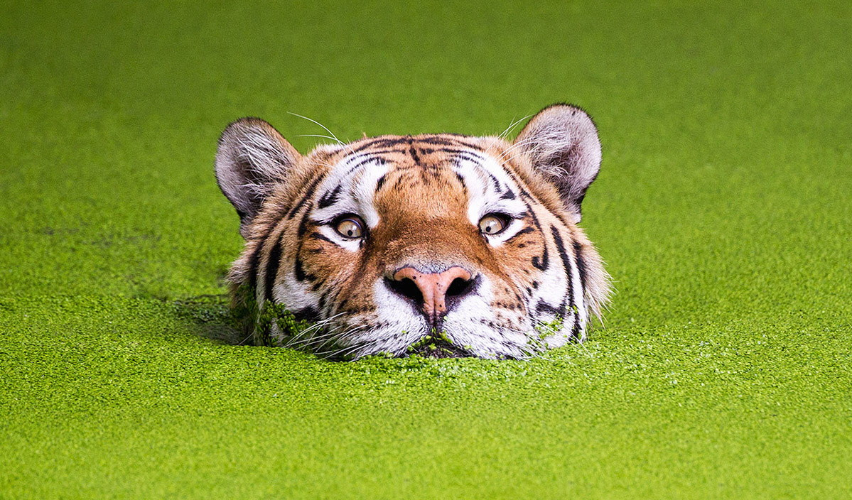 tiger_cover - 500px