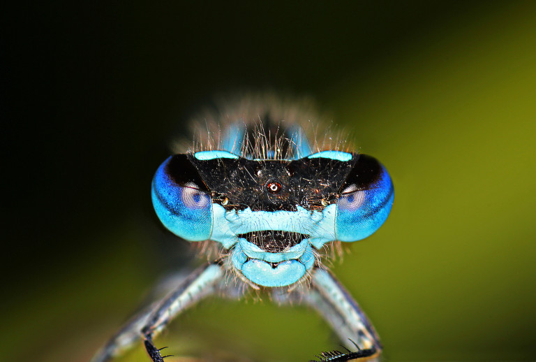 Macro Photography: 4 Tutorials Full of Tips & Tricks - 500px